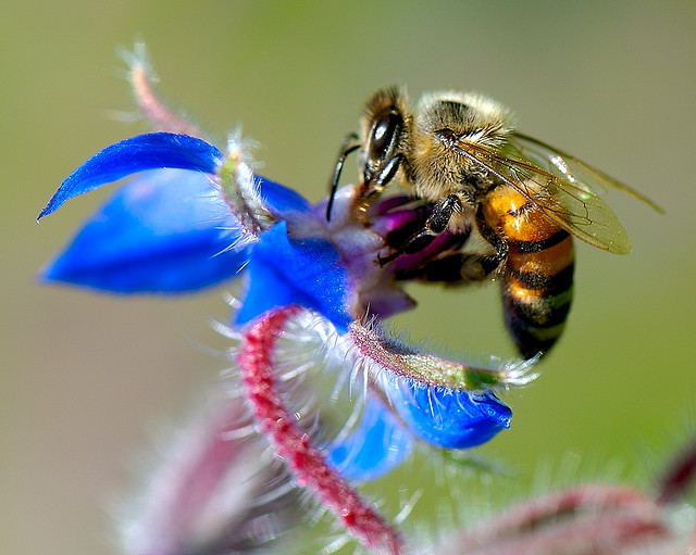 Shhh... el secreto está en las flores, néctar para mimar la piel ...