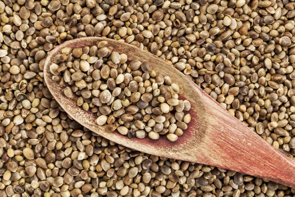 Hemp o cáñamo, un superalimento para beberlo