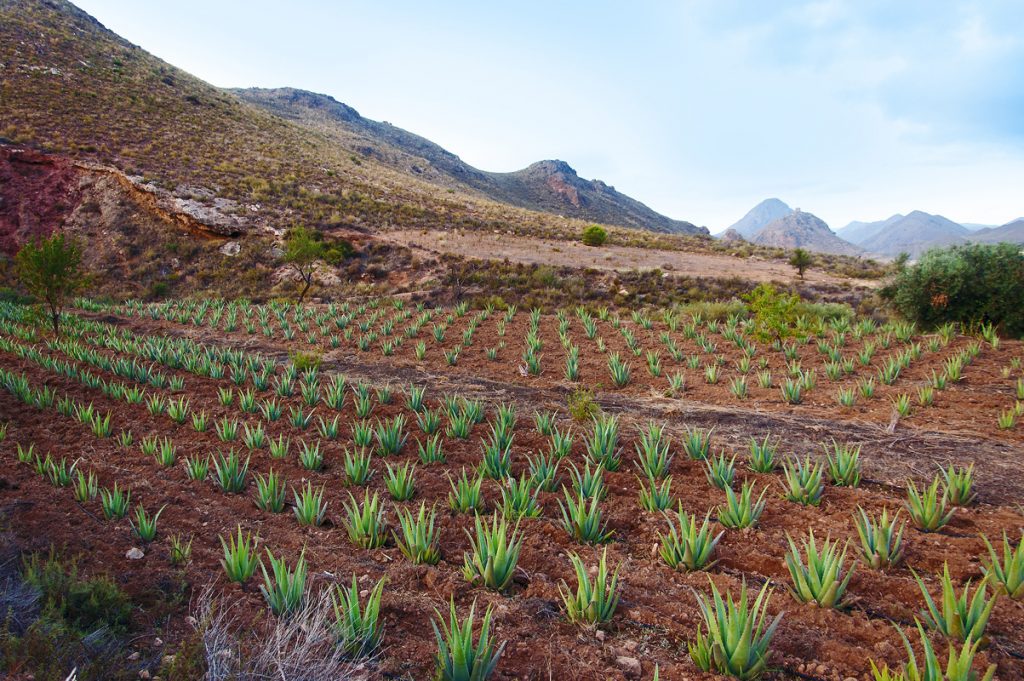 Aloe vera español, el mejor del mundo | BellezaPura