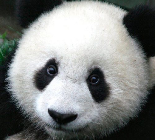 Ojeras: la ciencia dice cómo tratarlas | BellezaPura